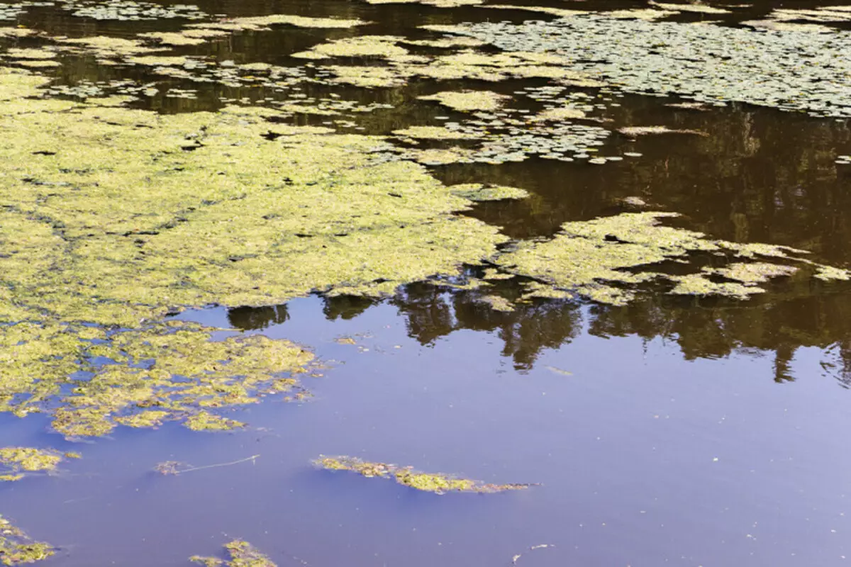 Comment comprendre que dans le réservoir, vous ne pouvez pas nager 1108_3