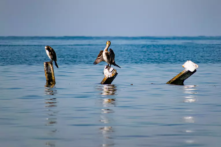 Comment comprendre que dans le réservoir, vous ne pouvez pas nager 1108_4