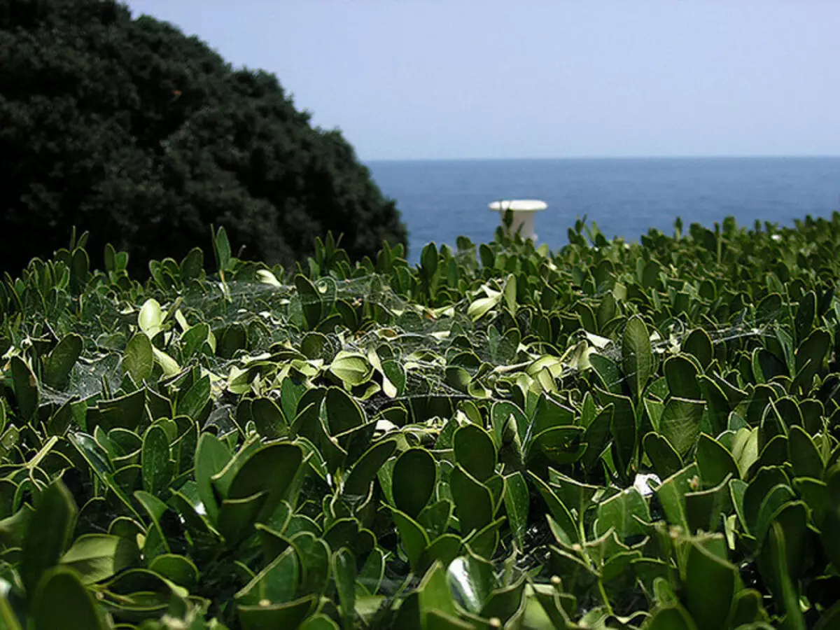 Park Vorontsov Palace, Jaltë, Krime, Rusi, Evropë