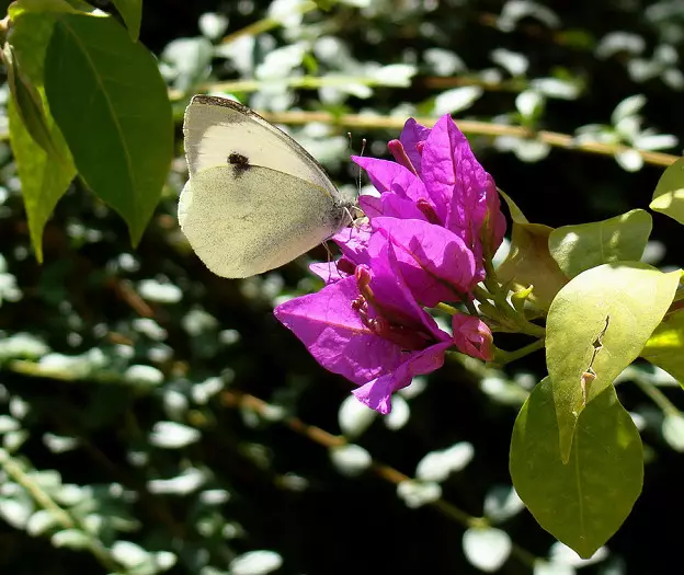 Taman Botani Nikitsky, Yalta, Crimea, Rusia, Eropa