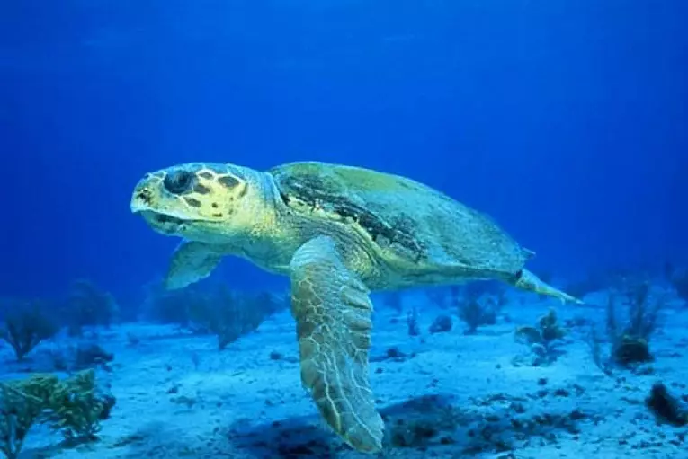 Sevastopol Aquarium, Sevastopol, Crimea, Russia, Eoropa