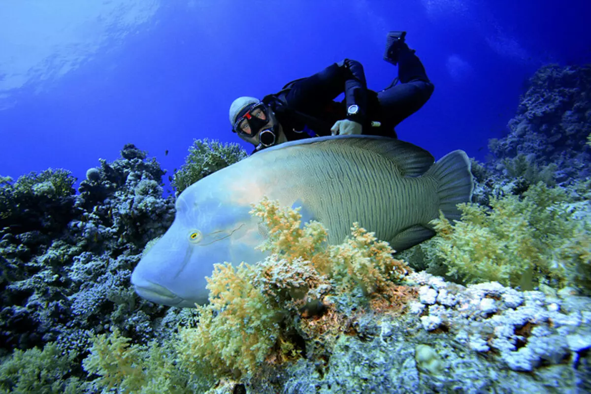 Sharm El-Sheikh, Egypt, Africa