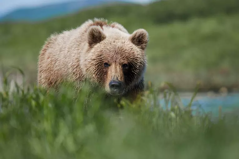 Innsbruck, Avusturya, Avrupa, Alpenzoo Hayvanat Bahçesi