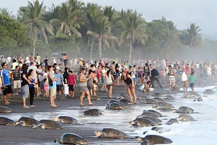 해변에서 관광객의 군중 코스타리카에서 Ostional instional 해양 거북 둥지를 방해합니다.