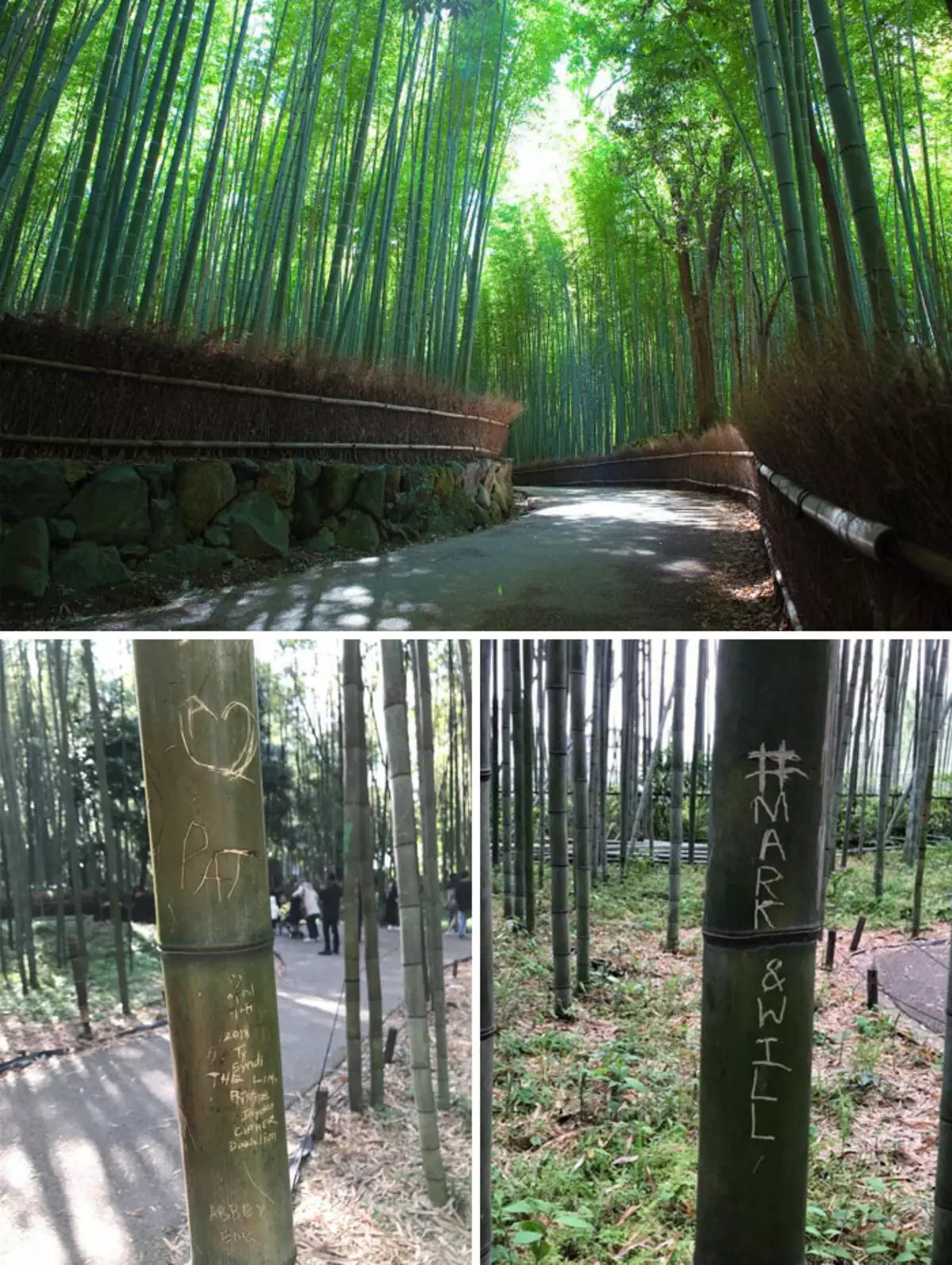 在京都，日本，在游客在树上雕刻涂鸦后开始“哭泣”。