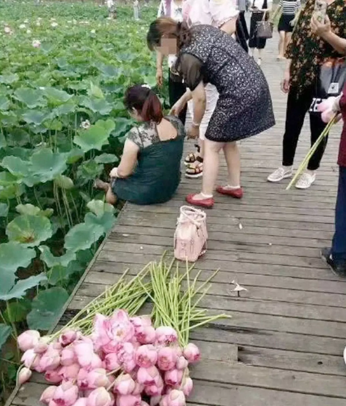 بازدیدکنندگان به اکو پارک تمام گل های لوتوس را از بین بردند.