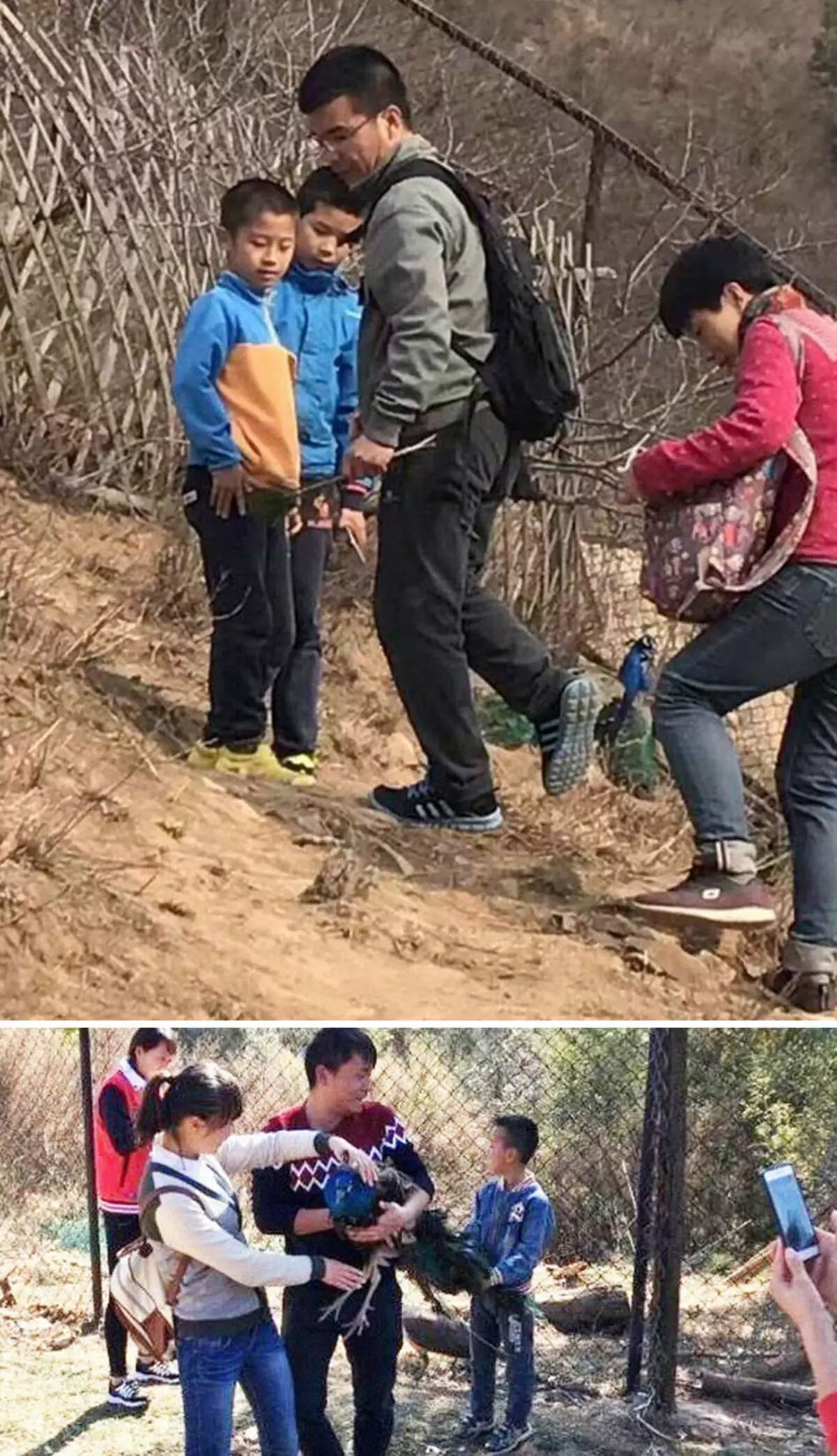 Os turistas chineses colleron un pavón no xardín zoolóxico e sacaron as plumas da súa cola.
