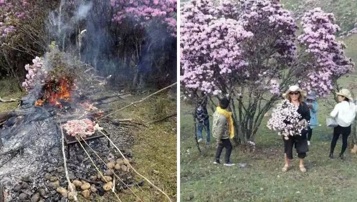 Os chineses romperon as ramas dunha azalea florecida, algúns ata os usaron para un kebab.