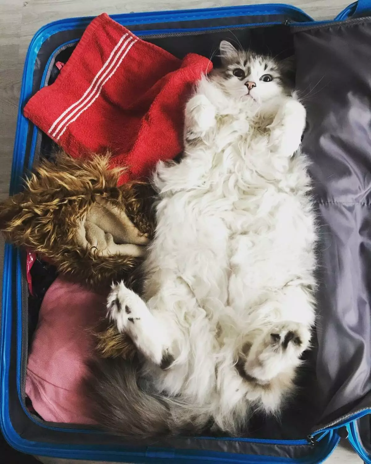 На събраните неща в куфарчетат котките особено любовта да спят.