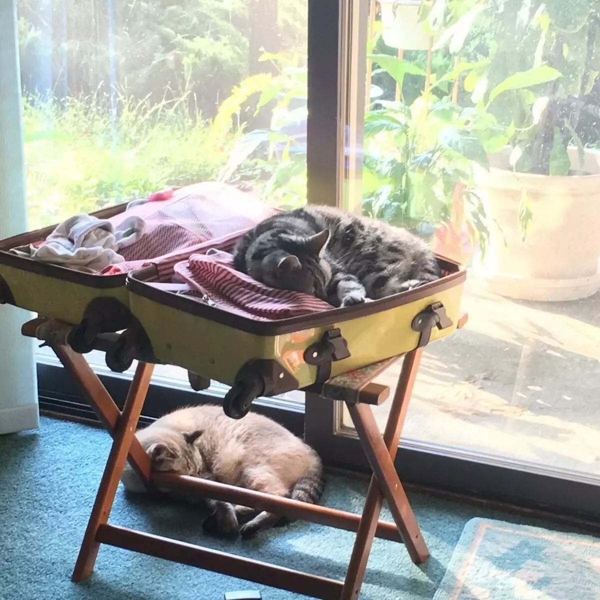 何人かの所有者は猫のスーツケースをベッドとして議論して去ります。