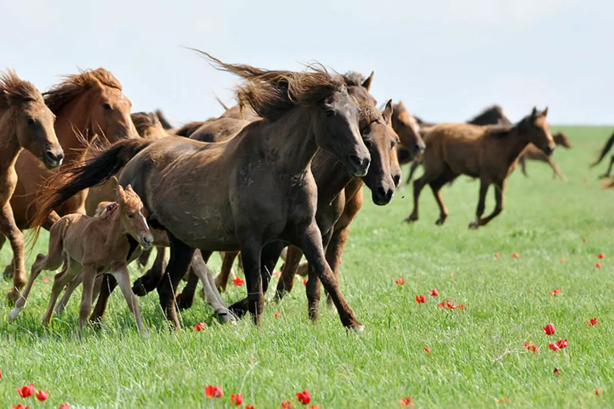 Toeriste het gesê wanneer hulle in die steppe moet gaan rus