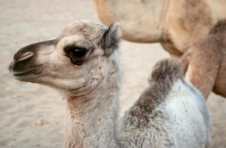 Dubaj, Spojené arabské emiráty, Střední východ