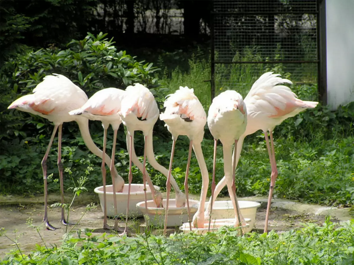 Kaliningrad Zoo, Kaliningrad, Rusko, Európa