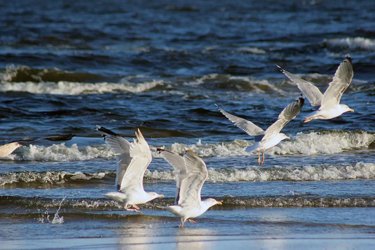 Jurmala, Lettonia, Europa