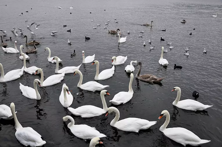 Lake Zürich, Zürich, Schweiz, Europa