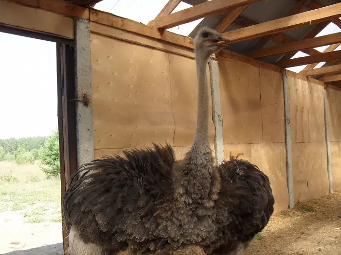 የፔሚያን ostrich ፓርክ