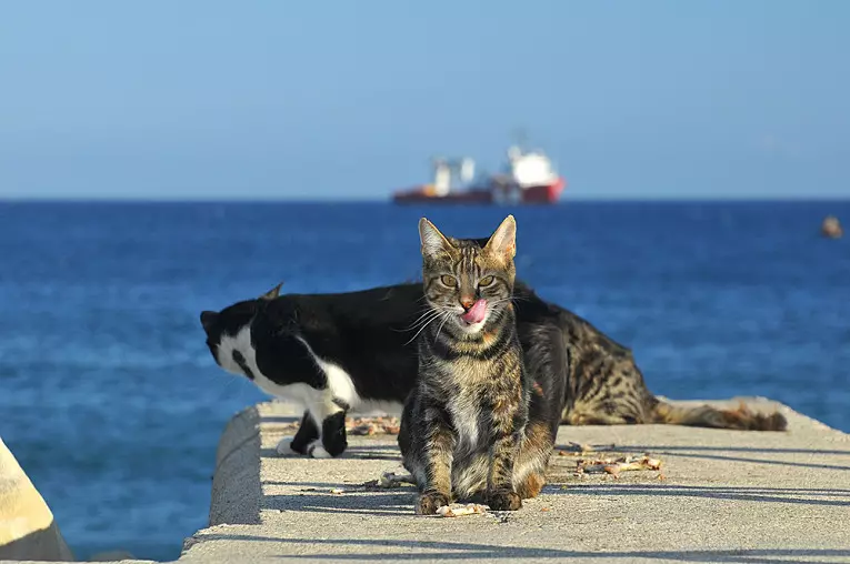 Limassol, Siprus, Eropa