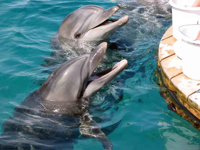 Dolphin Reef, Eilat, Israel, Bariga Dhexe