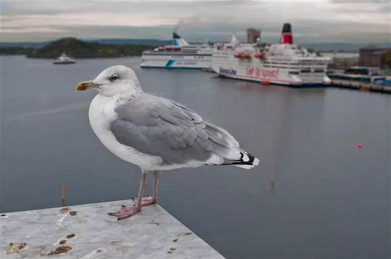 Oslo, Norvegia, Europa