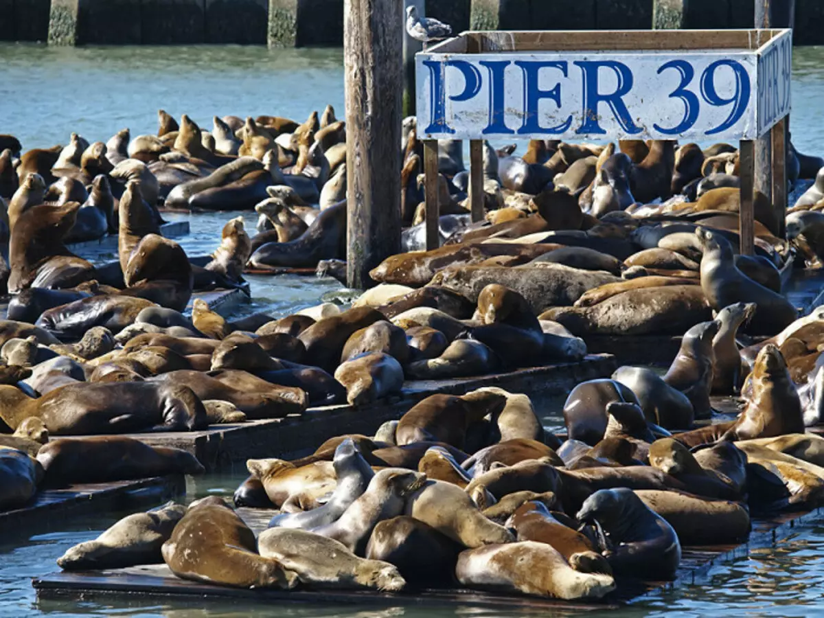 Fisherman Pier, San Francisco, USA, Nordamerika och Karibien