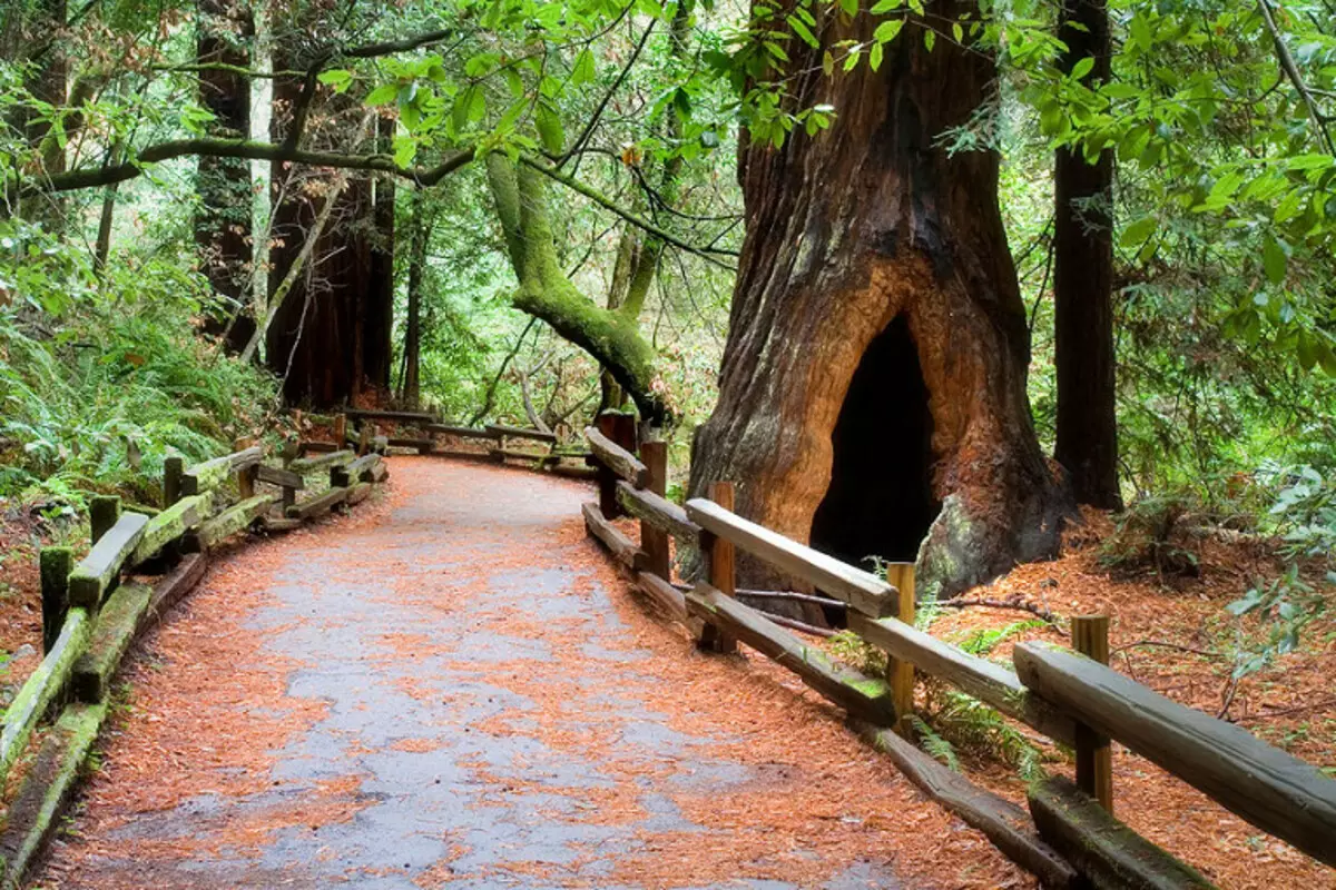 បំរុងទុក Muir Woods, សាន់ហ្វ្រាន់ស៊ីស្កូសហរដ្ឋអាមេរិក, អាមេរិកខាងជើង