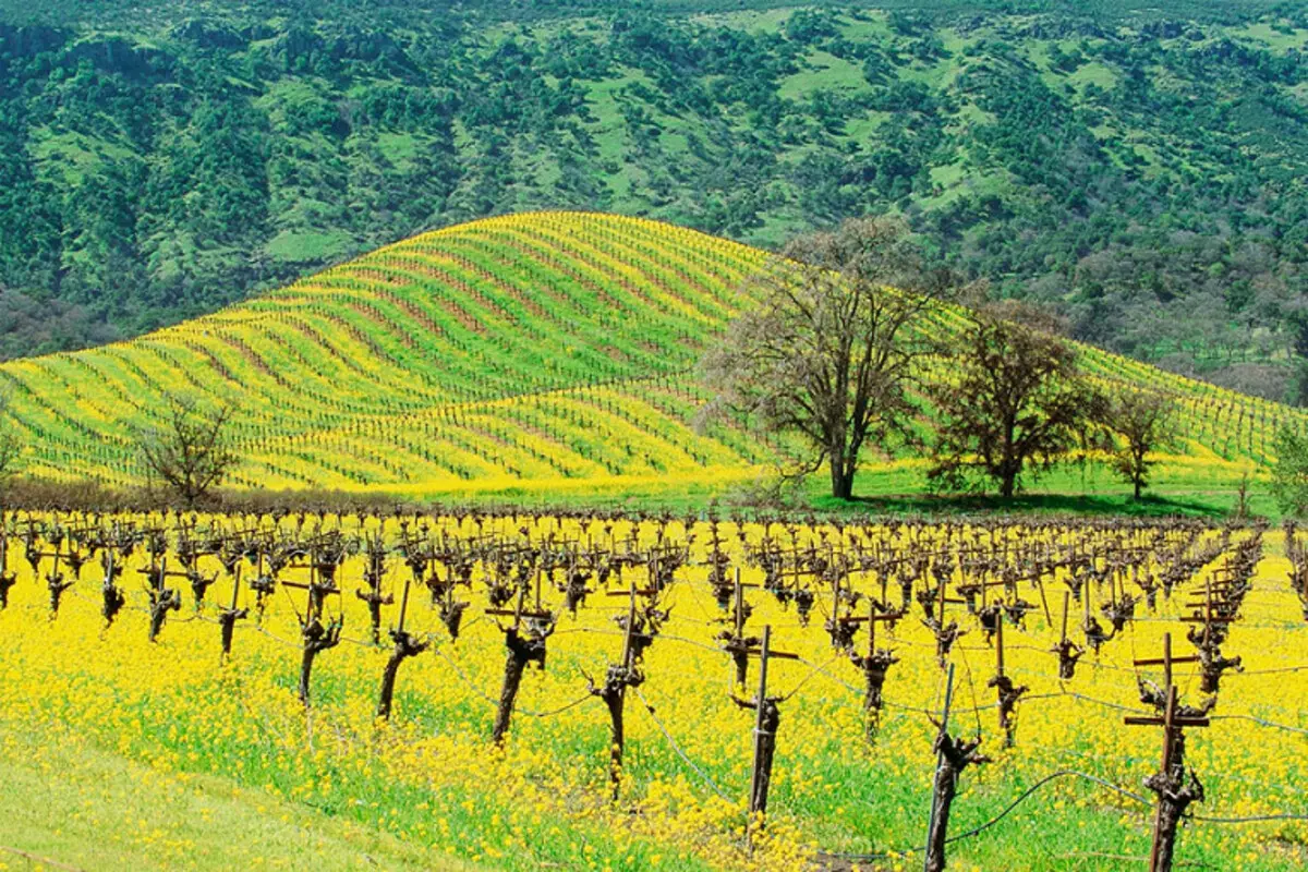 Valley Napa, Σαν Φρανσίσκο, ΗΠΑ, Βόρεια Αμερική