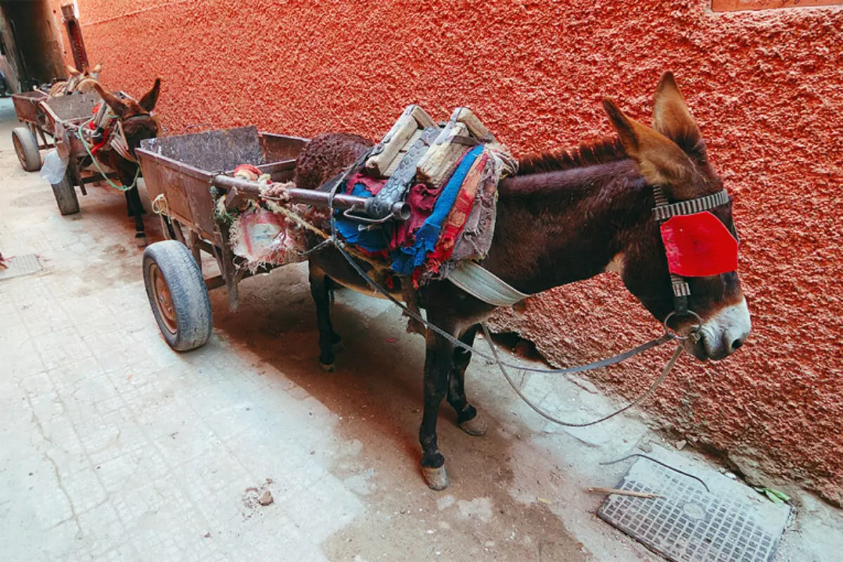 Marrakesh, Marokk, l-Afrika