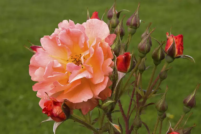 Rose Valley, Resort Park, Kislovodsk, Stavropol Terület, Oroszország, Európa