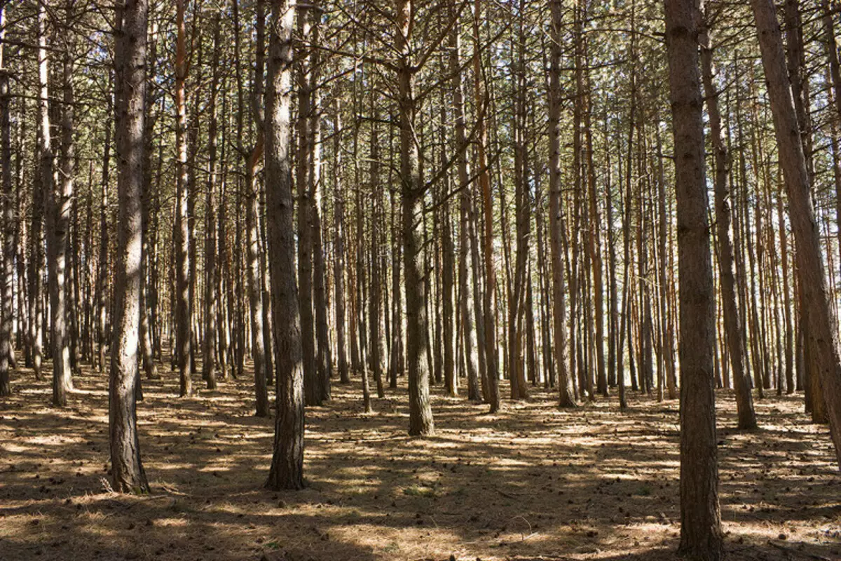 Кисловодск, Ставропольская облысы, Ресей, Еуропа