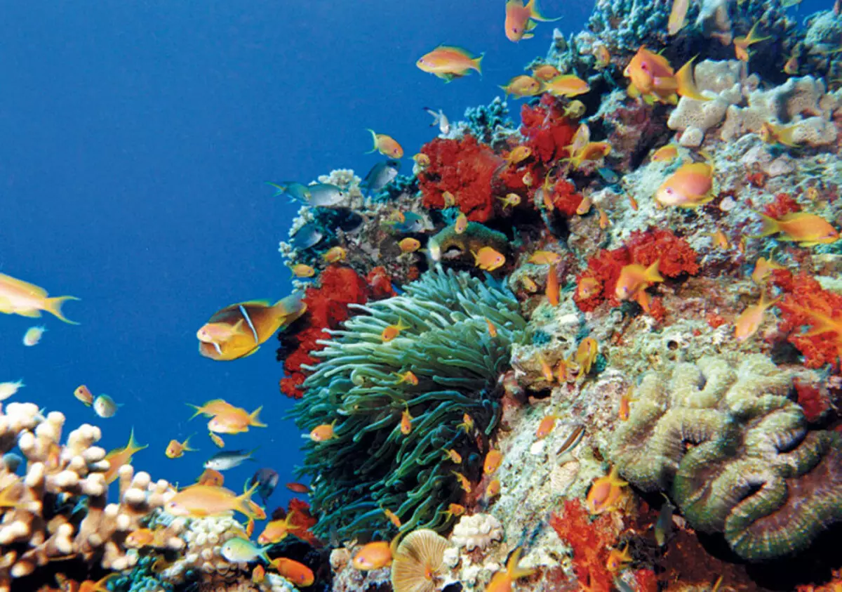 Aqaba, Jordanio, Mezoriento