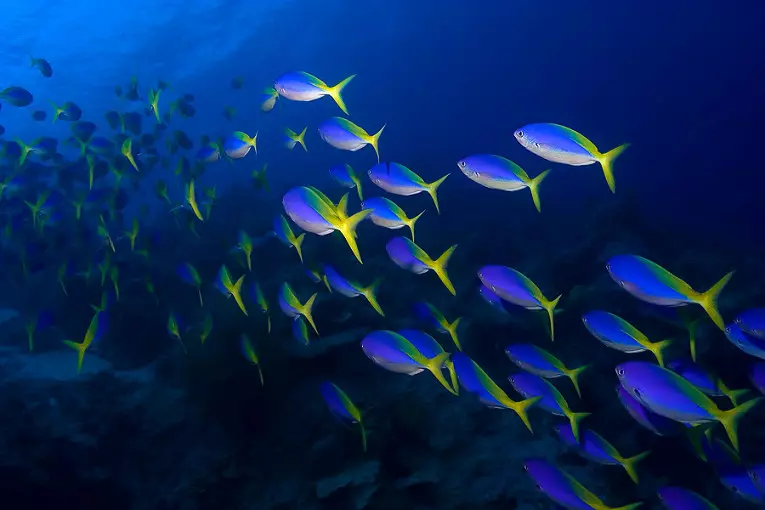 Ilha Snuppie, Fujairah, Emirados Árabes Unidos, Oriente Médio