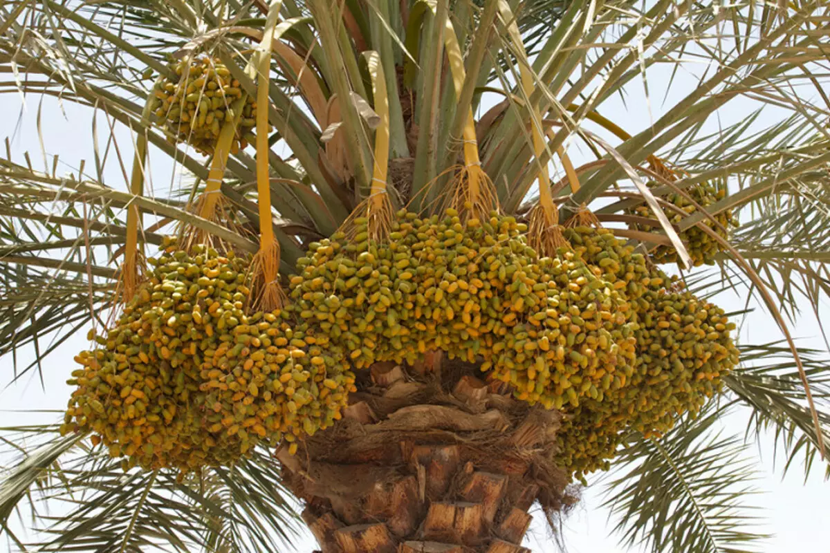 Fujairah, EAU, Orientul Mijlociu