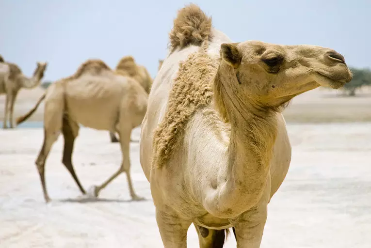 Fujairah, EAU, Orientul Mijlociu