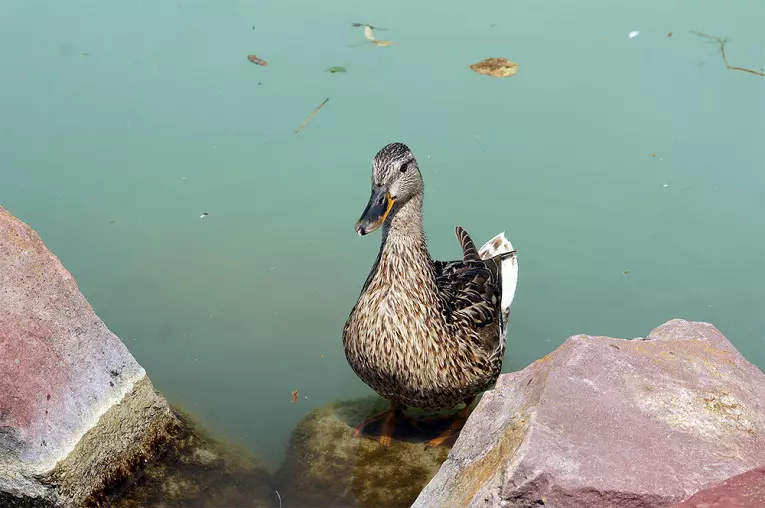 Balaton, Hungary, Europe