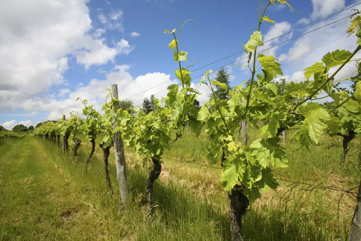 Toulouse, Languedoc-Roussillon, Franza, Ewropa