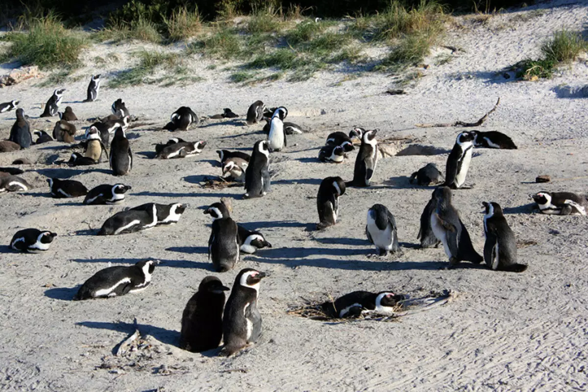 Penguin strand, Fokváros, Dél-Afrika, Afrika