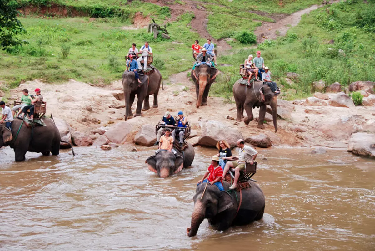 Elefantes del centro de ejercicios Chiang Dao, Chiang Mai, Tailandia, Asia