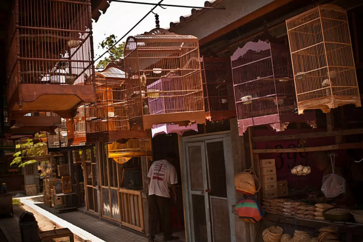 Pasar Burung, Jokyakarta, Jawa, Indonesia, Asia