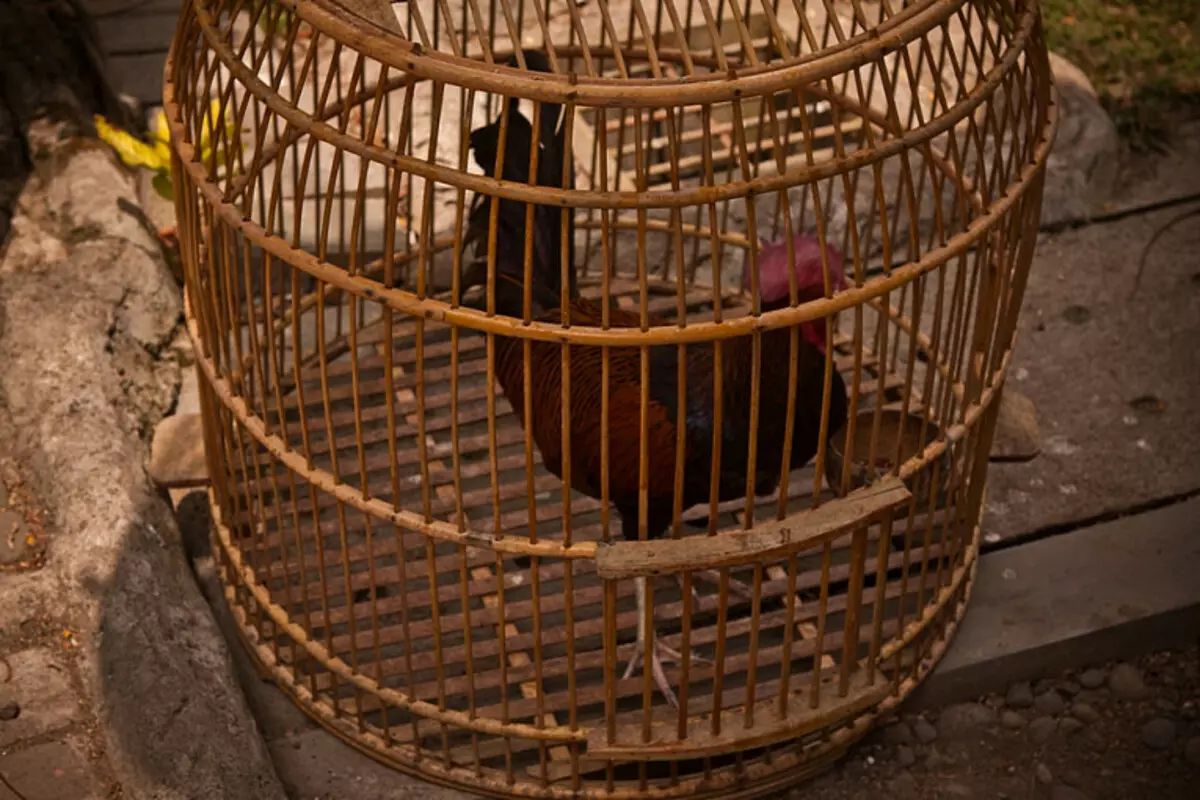 Pasar Burung, Jokyakarta, Jawa, Indonesia, Asia