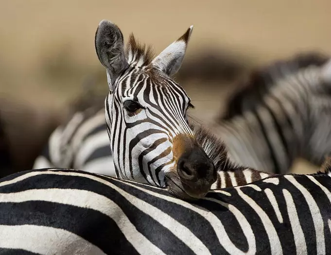 Masai Mara National Park، مومباسا، كينيا، إفريقيا