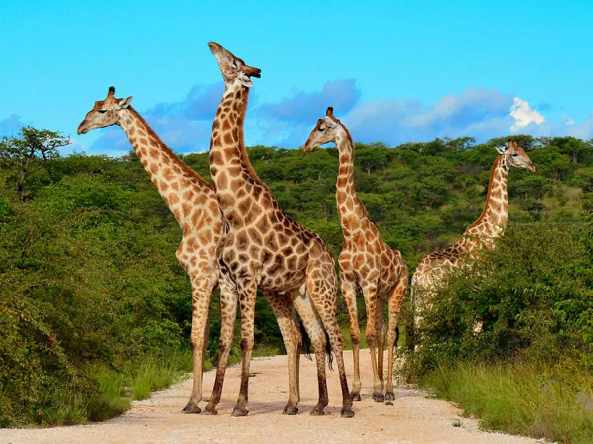 Parcul Național Amboseli, Mombasa, Kenya, Africa