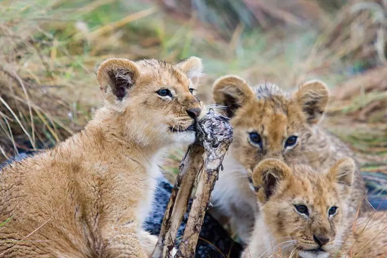 Parc Cenedlaethol Masai Mara, Mombasa, Kenya, Affrica