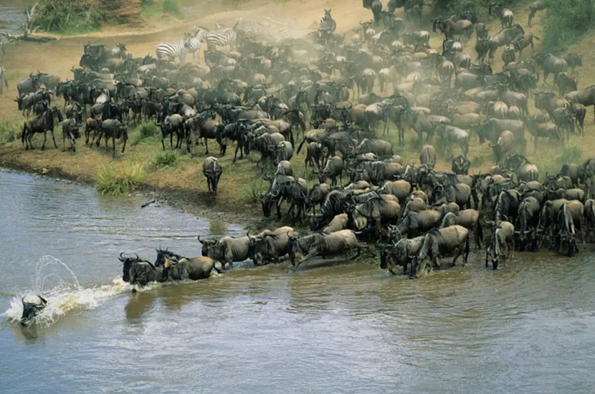 Masai Mara Εθνικό Πάρκο, Μομπάσα, Κένυα, Αφρική