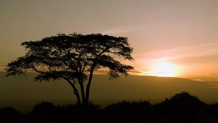 Parku Kombëtar Nairobi, Nairobi, Kenia, Afrikë