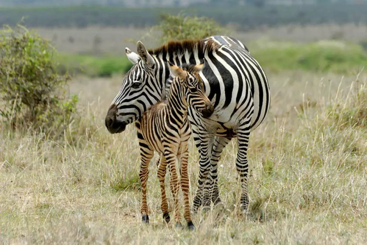 Parku Kombëtar Nairobi, Nairobi, Kenia, Afrikë