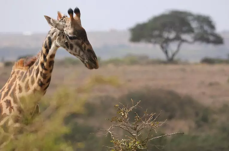 Nairobi, Kenia, Afrikë