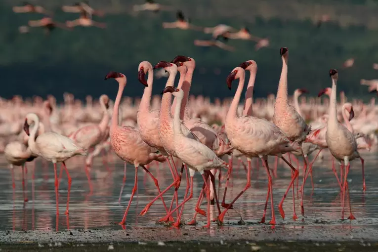 Lugina e madhe Rift, Nairobi, Kenia, Afrikë