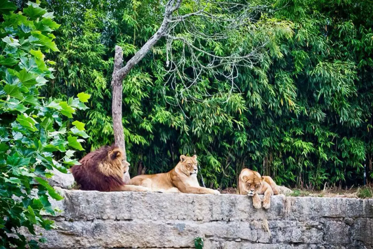 Vigo Zoo, Vigo, Galicia, Spanje, Jeropa