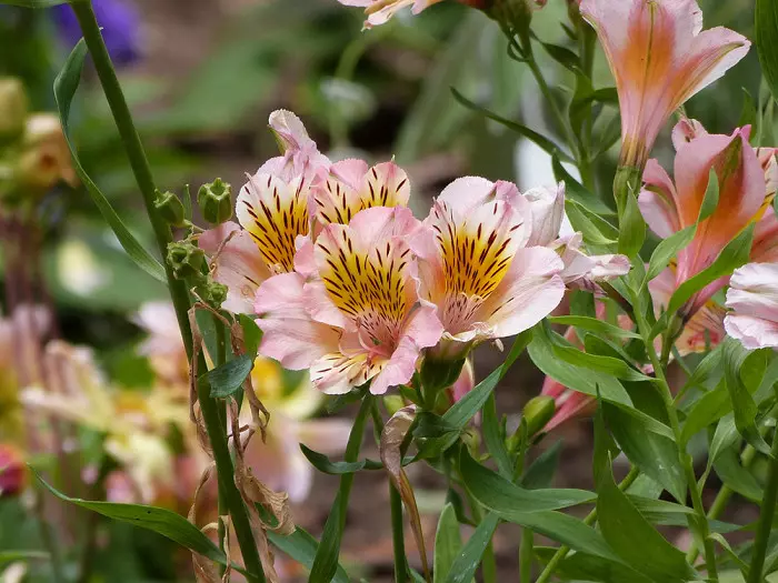 植物園，Poitiers，Poitu Charant，法國，歐洲