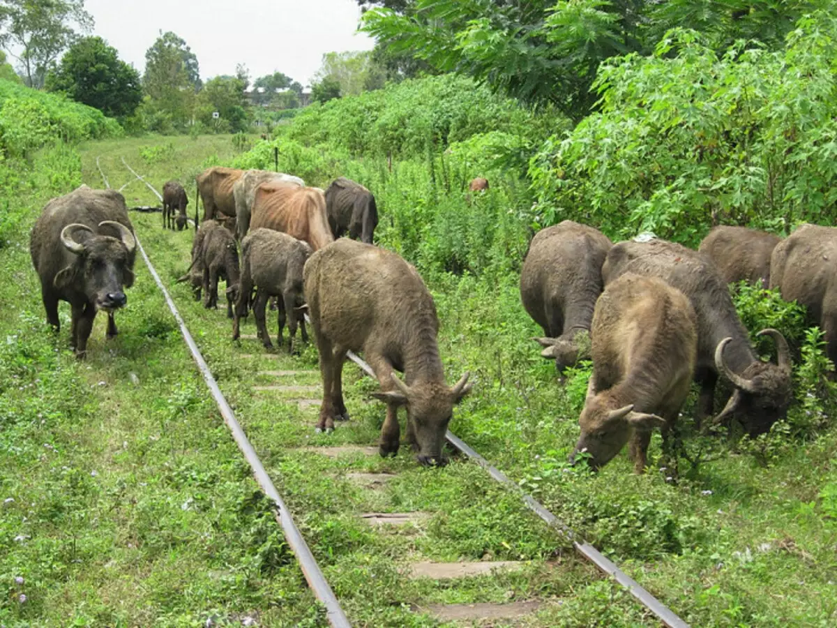 Kolík na Lionin, Mandalay, Mjanmarsko, Ázia